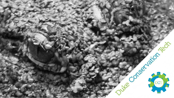 Duke Conservation Tech | Door of Clubs